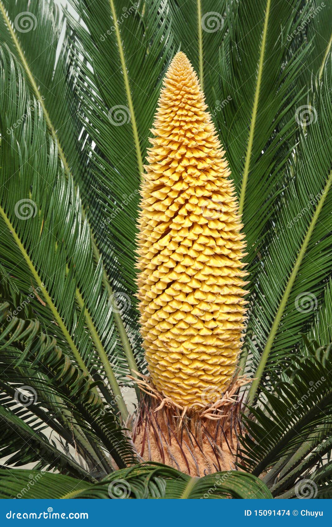 Flower of cycas stock photo. Image of gymnosperm, decorative - 15091474