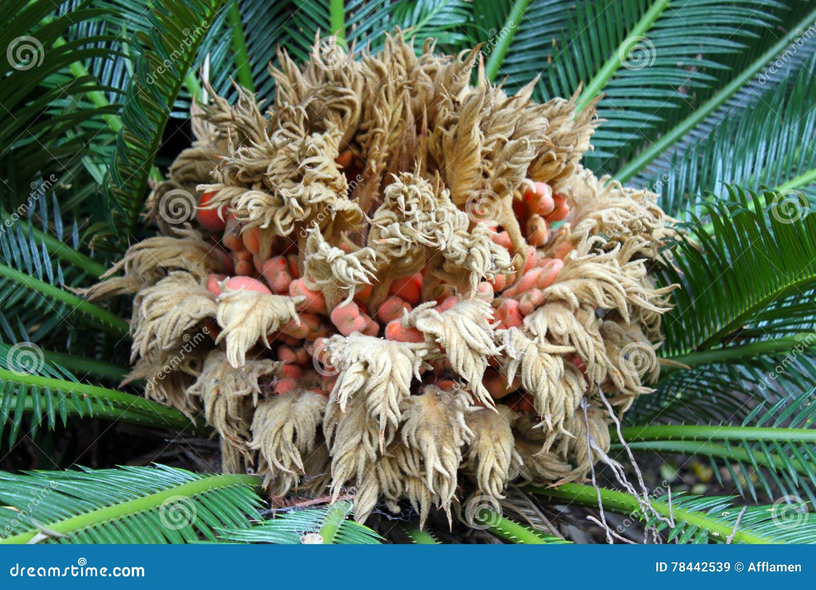 Flower of Cycas Tree, Close Up Stock Image - Image of green, nature ...