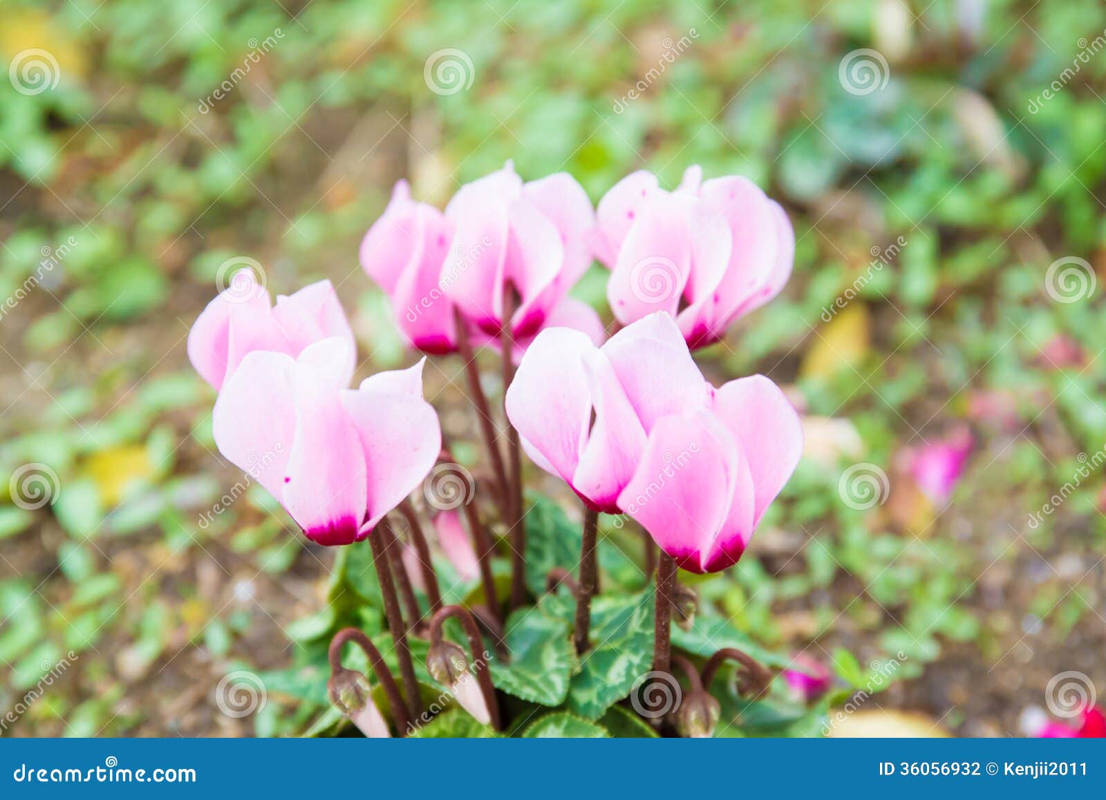 Flower of cyclamen stock photo. Image of green, nature - 36056932