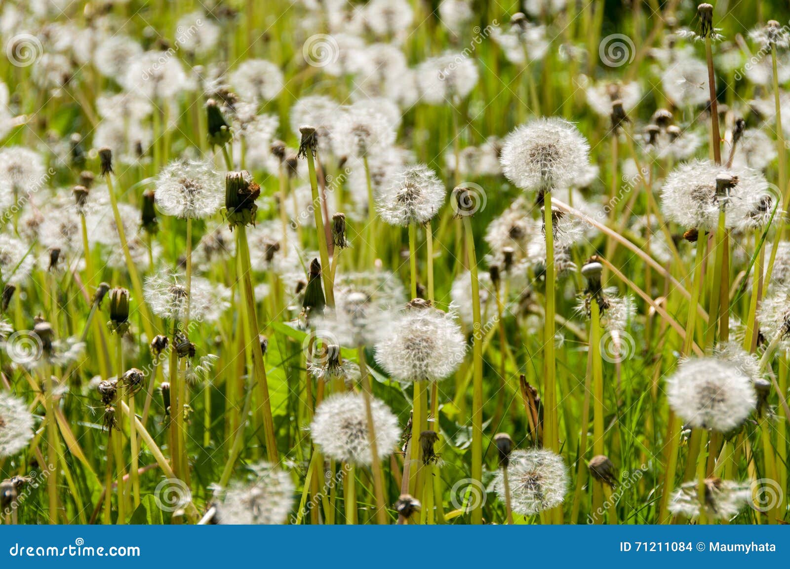 Flower dandelion in park stock photo. Image of meadow - 71211084