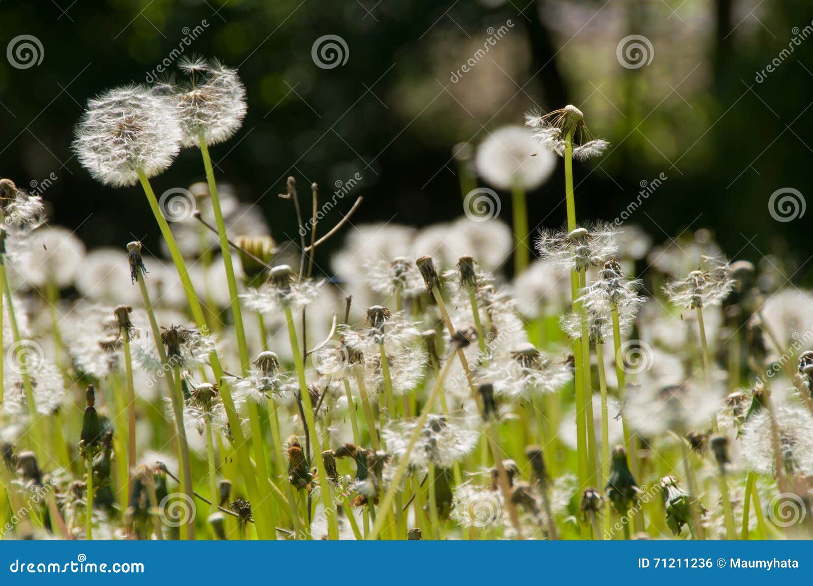 Flower dandelion in park stock photo. Image of spring - 71211236