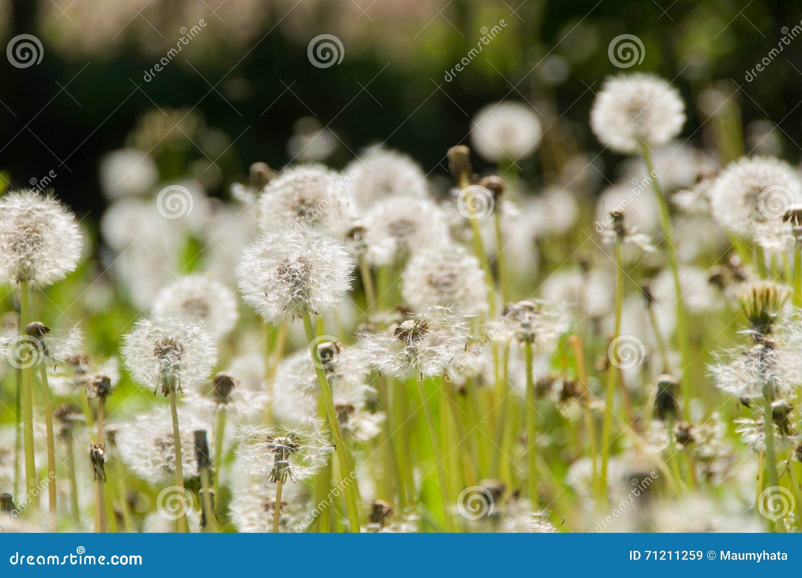 Flower dandelion in park stock image. Image of ripe, botanic - 71211259