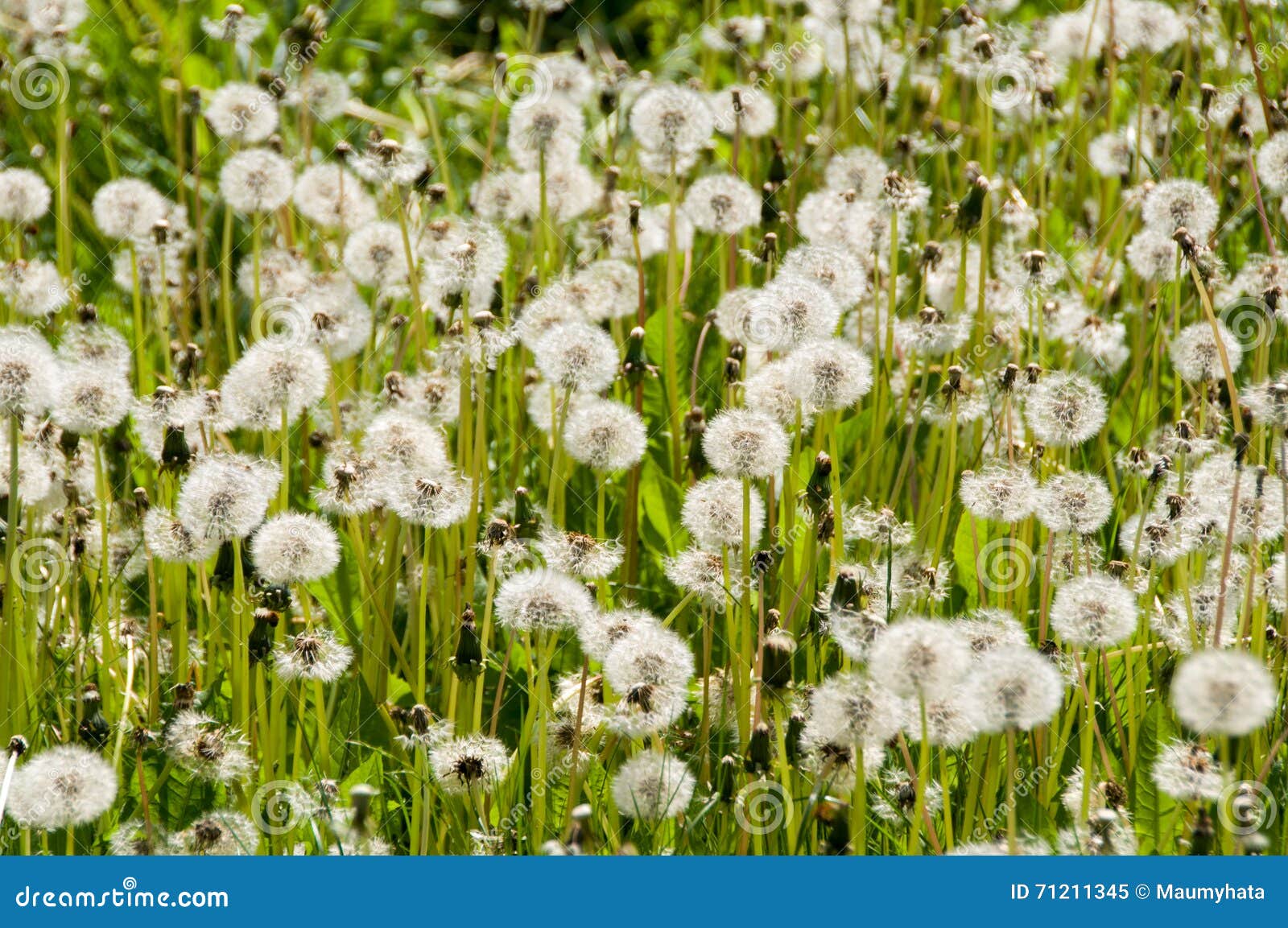 Flower dandelion in park stock image. Image of fruits - 71211345