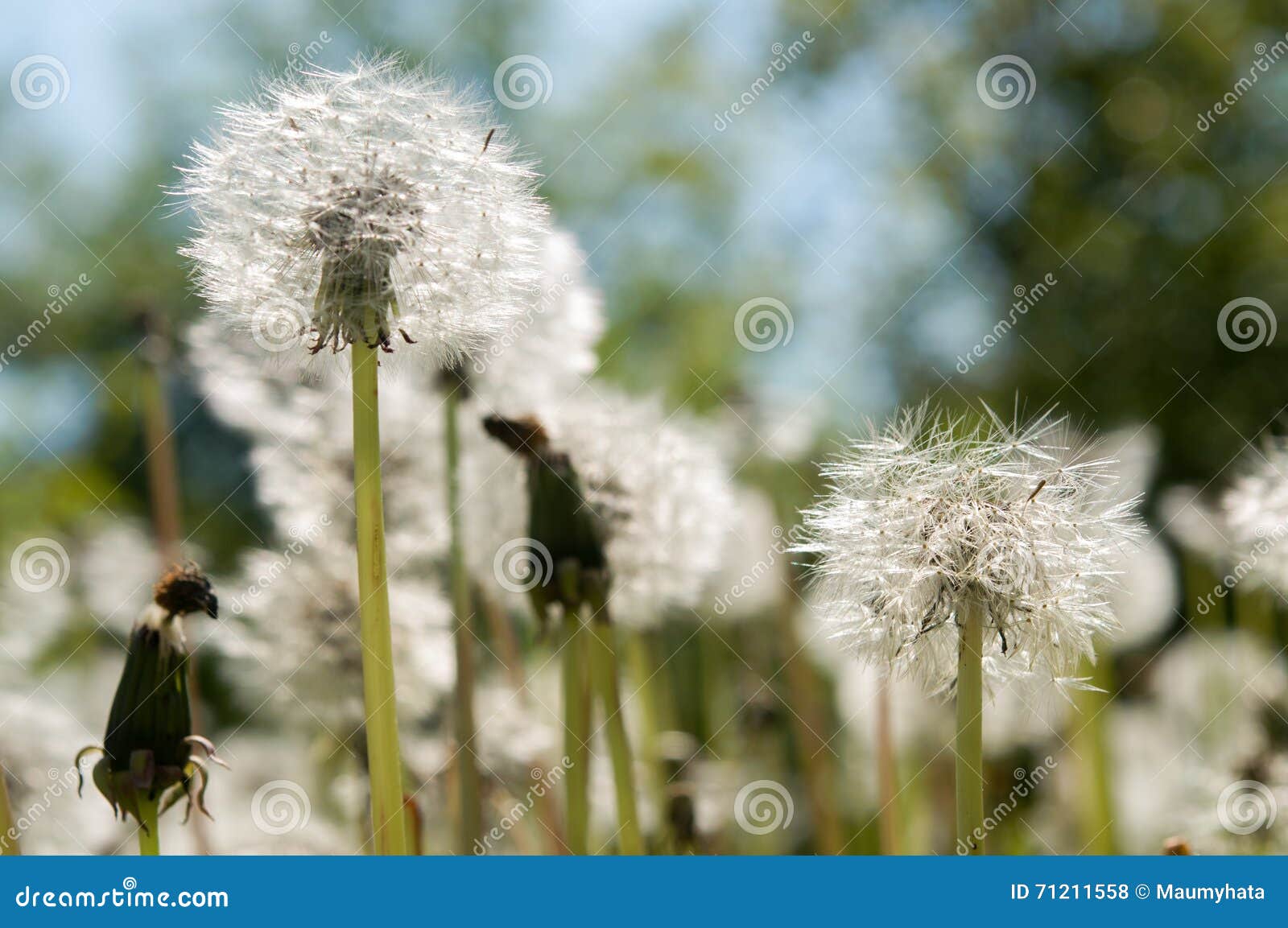 Flower dandelion in park stock photo. Image of dandelion - 71211558