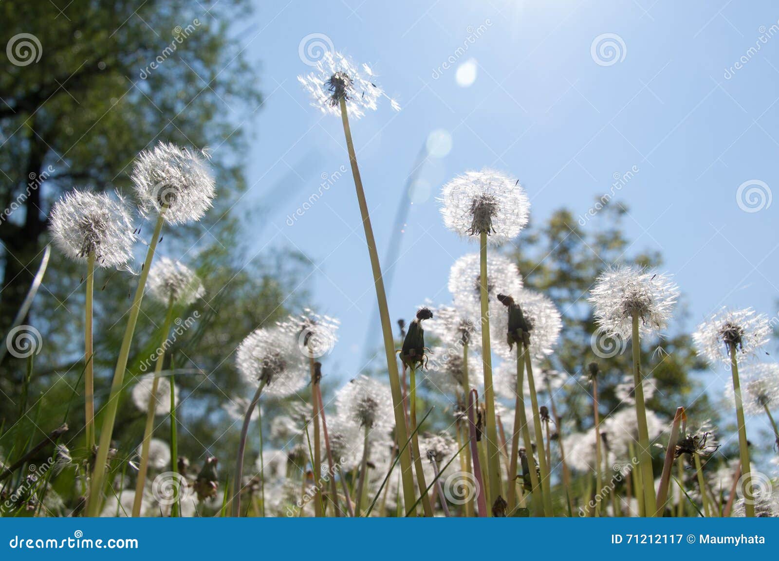 Flower dandelion in park stock image. Image of spring - 71212117