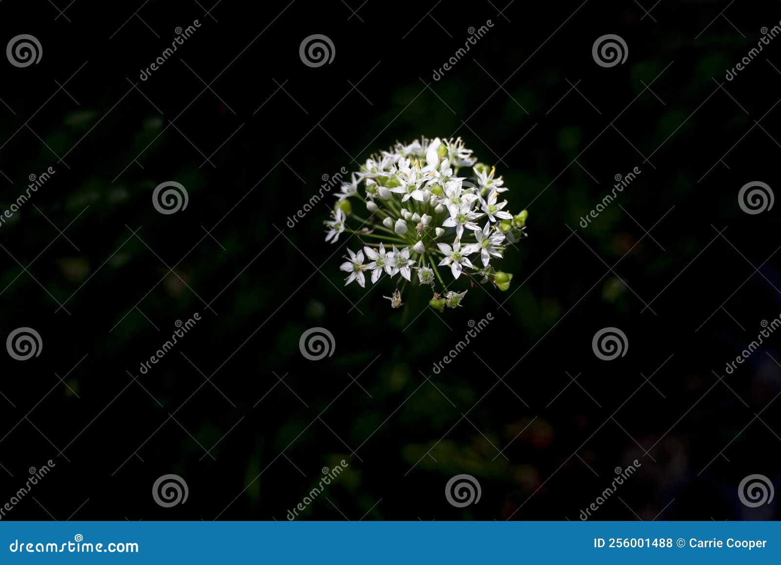 Flower on a Dark Background. Stock Photo - Image of plant, bloom: 256001488