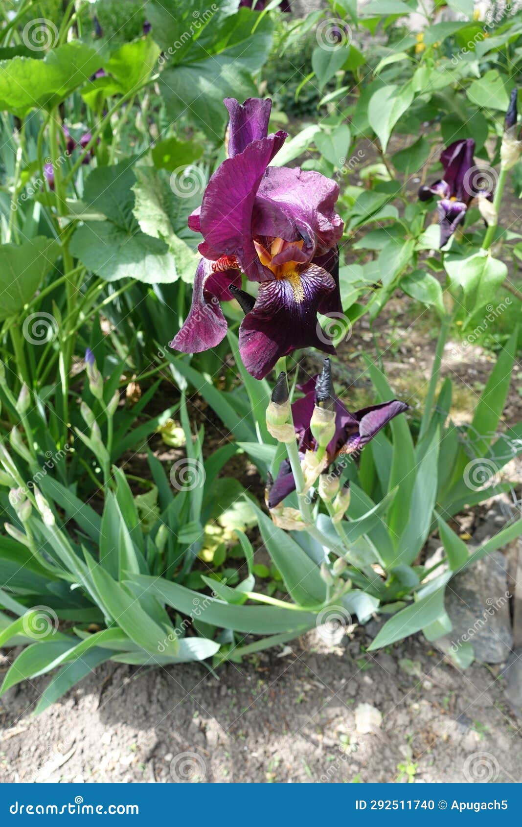 Flower of Dark Purple Bearded Iris in May Stock Photo - Image of flower ...