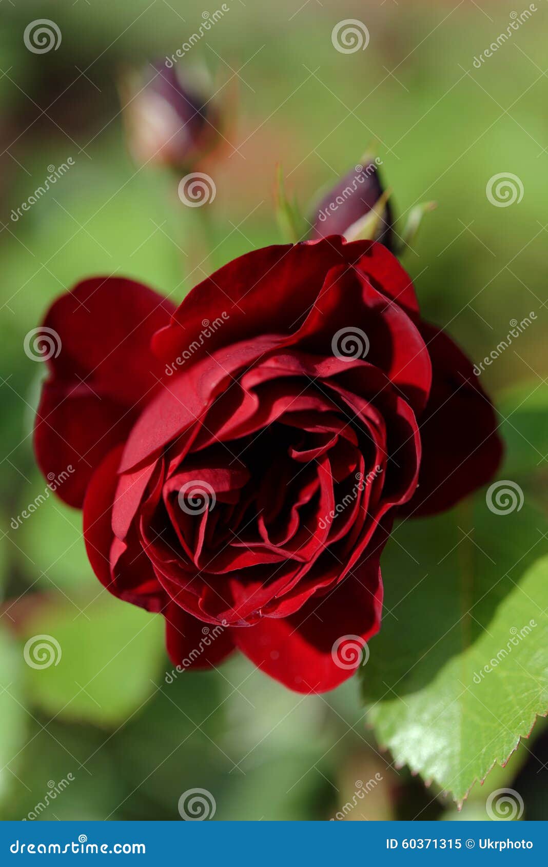 Flower of dark red rose stock image. Image of botany - 60371315