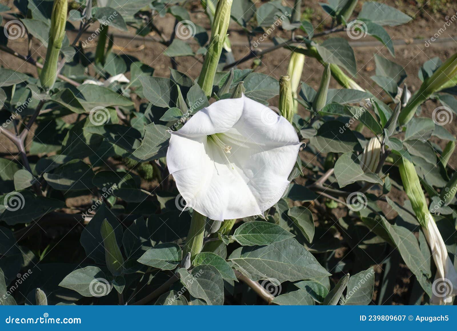 A flower of Datura innoxia stock image. Image of grayish - 239809607