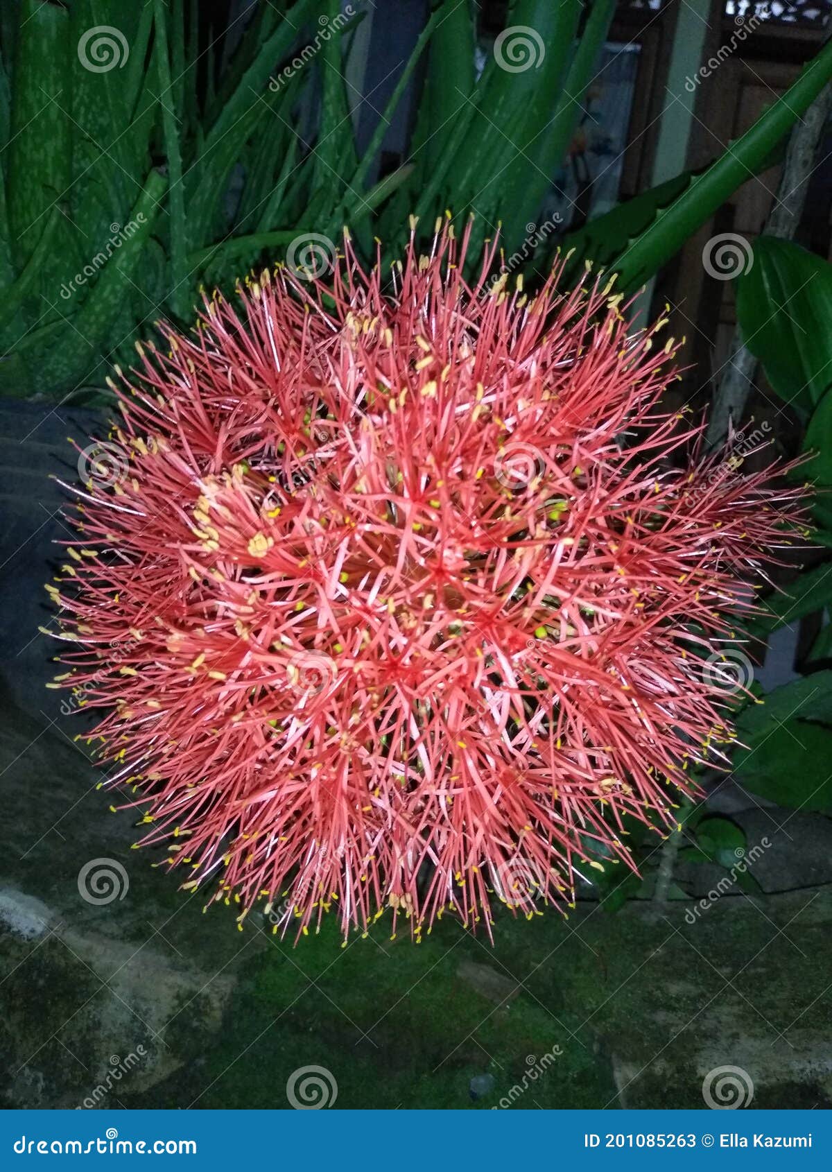 Flower of December stock image. Image of glow, flower - 201085263