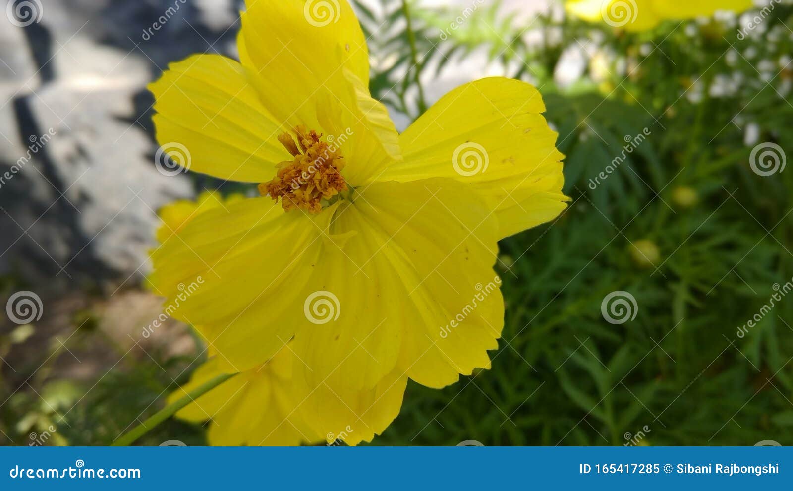 Flower of December stock image. Image of blooming, nature - 165417285