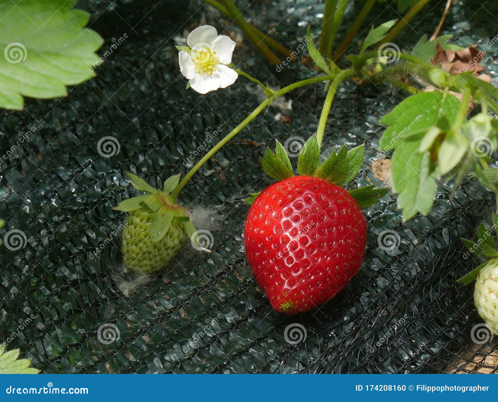Strawberries Development Cycle Stock Photo - Image of plant, spring ...