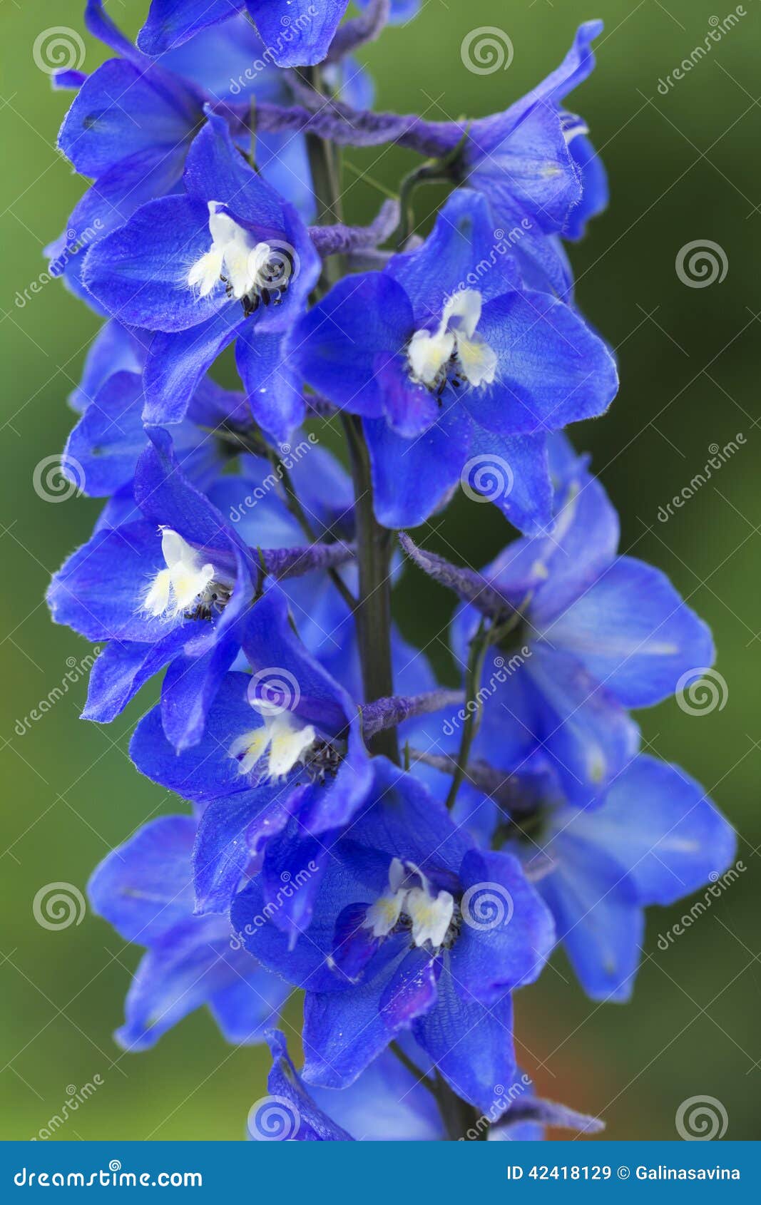 Flower Delfinium stock image. Image of nature, plant - 42418129