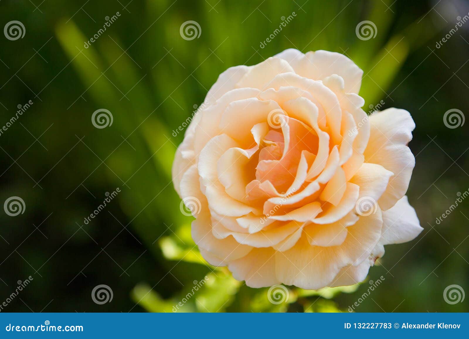 Flower of Delicate Rose Peach Color Stock Image - Image of plant, flora ...