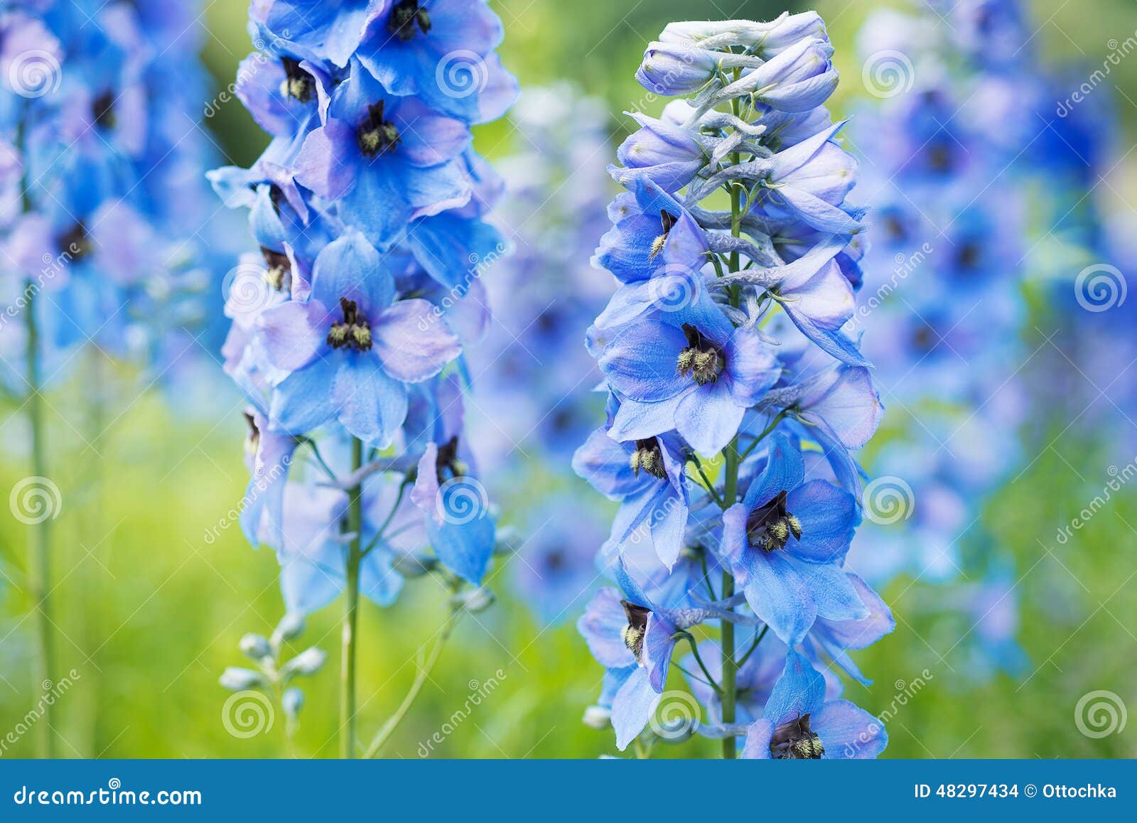 Flower Delphinium stock photo. Image of flower, fragrant - 48297434