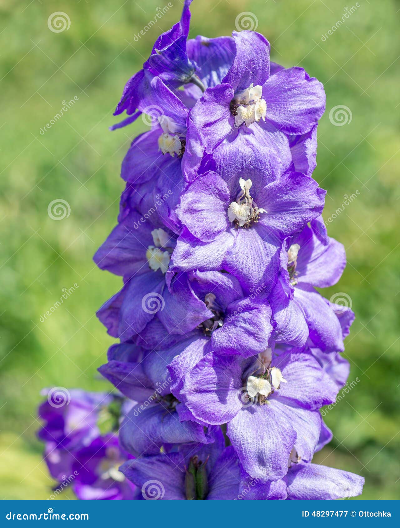 Flower Delphinium stock image. Image of variety, grow - 48297477