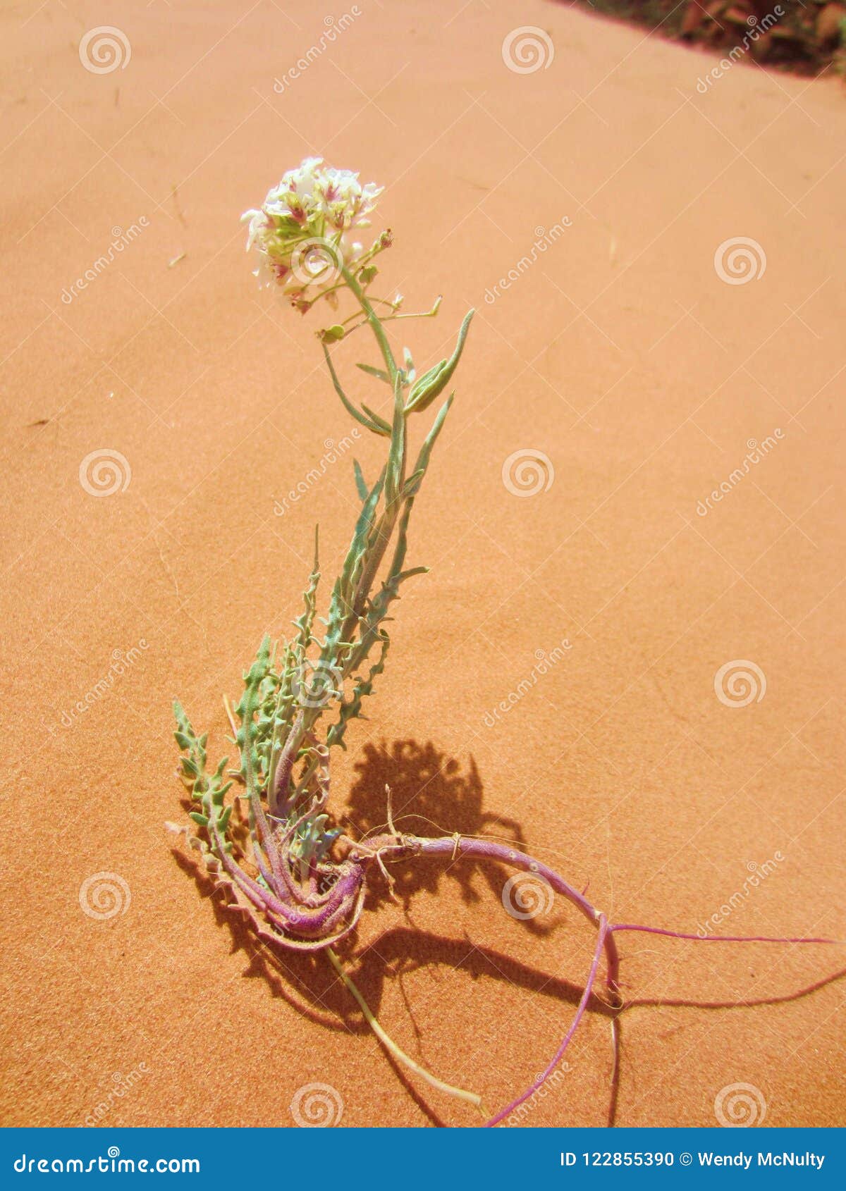 Flower in the desert stock photo. Image of sand, beautiful - 122855390