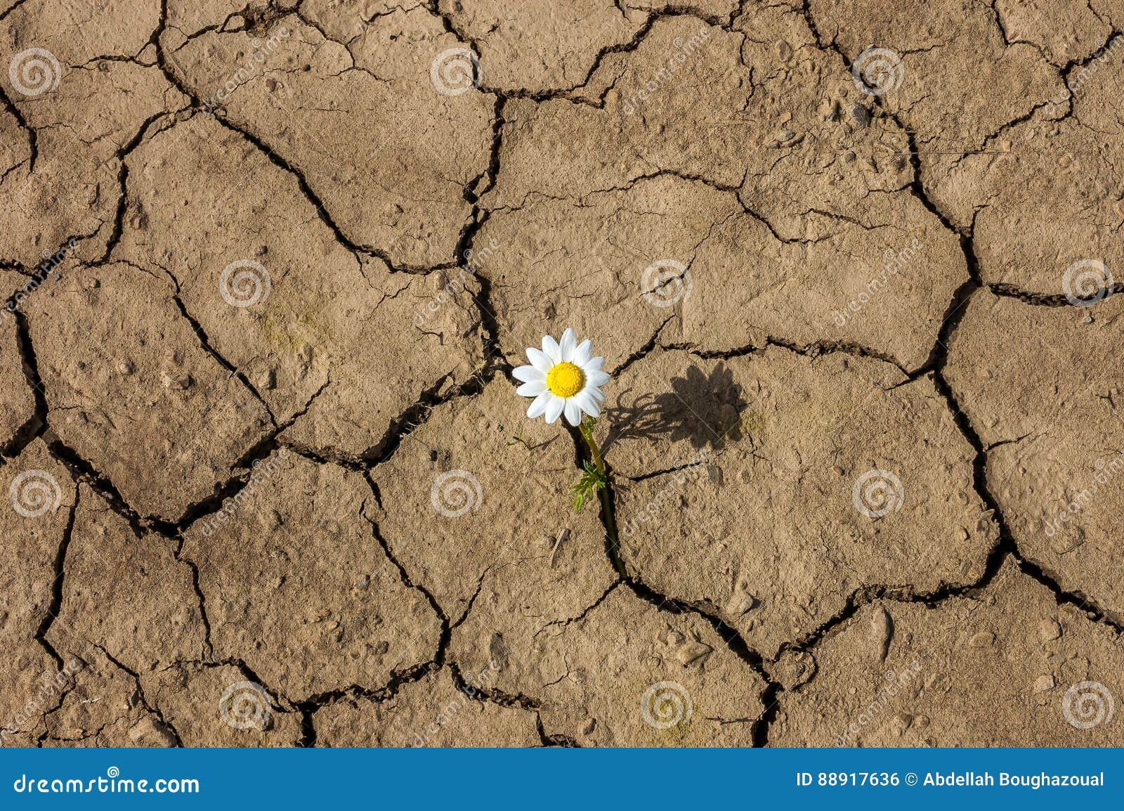 Flower in the Desert is Dry Land Daisy. Stock Photo - Image of nature ...