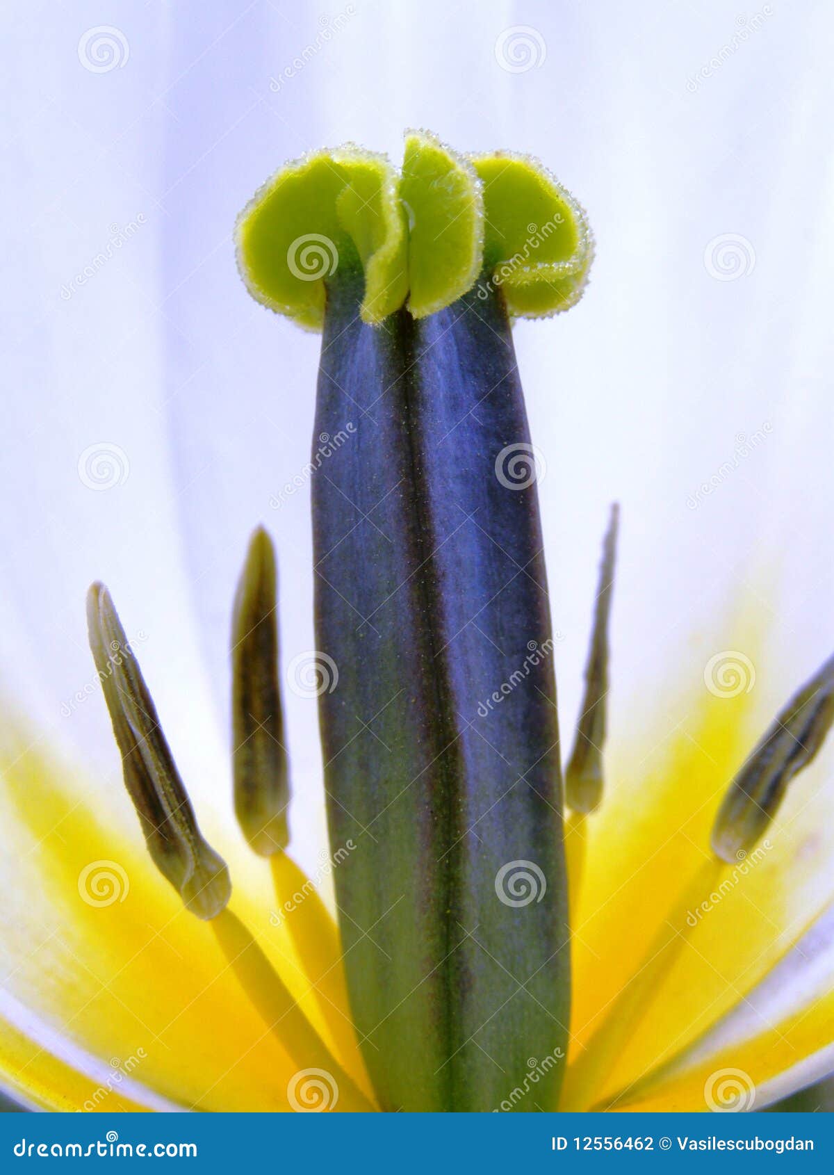 Flower detail stock photo. Image of white, detail, desktop - 12556462