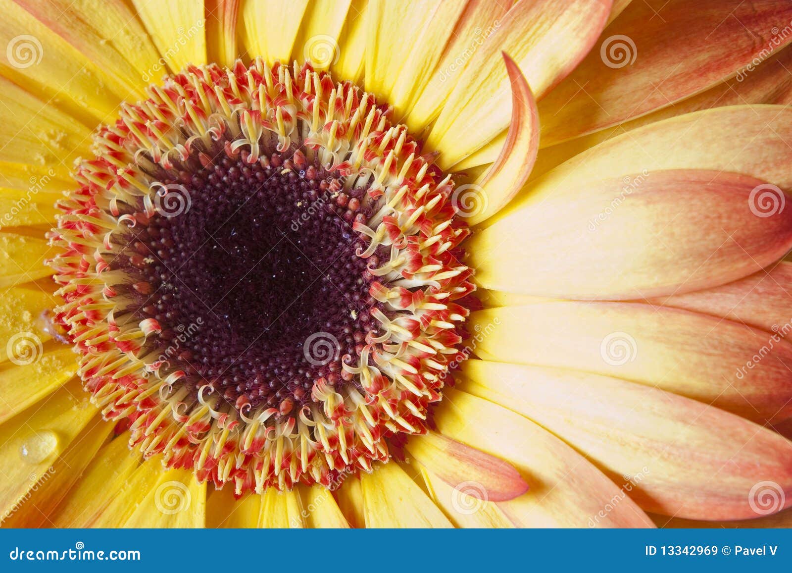 Flower detail stock image. Image of bright, beauty, border - 13342969