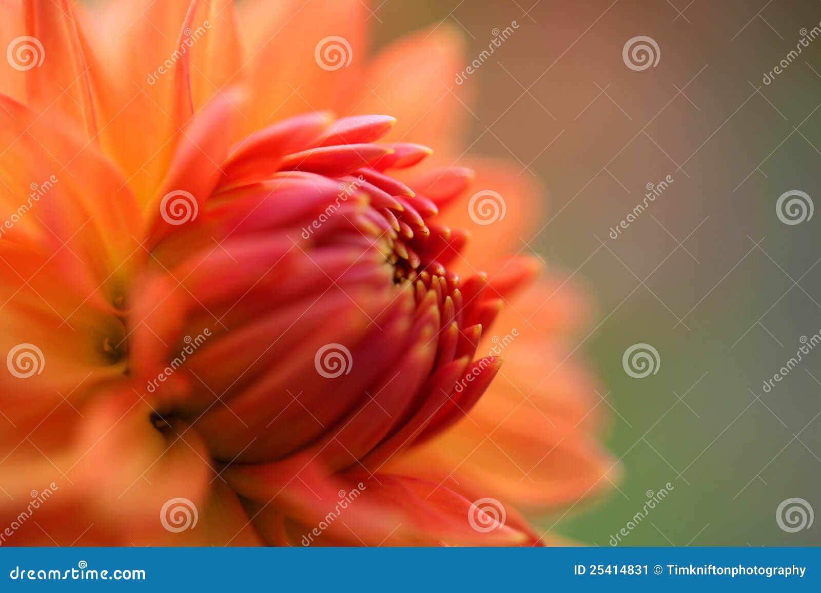 Flower detail stock image. Image of close, details, botany - 25414831