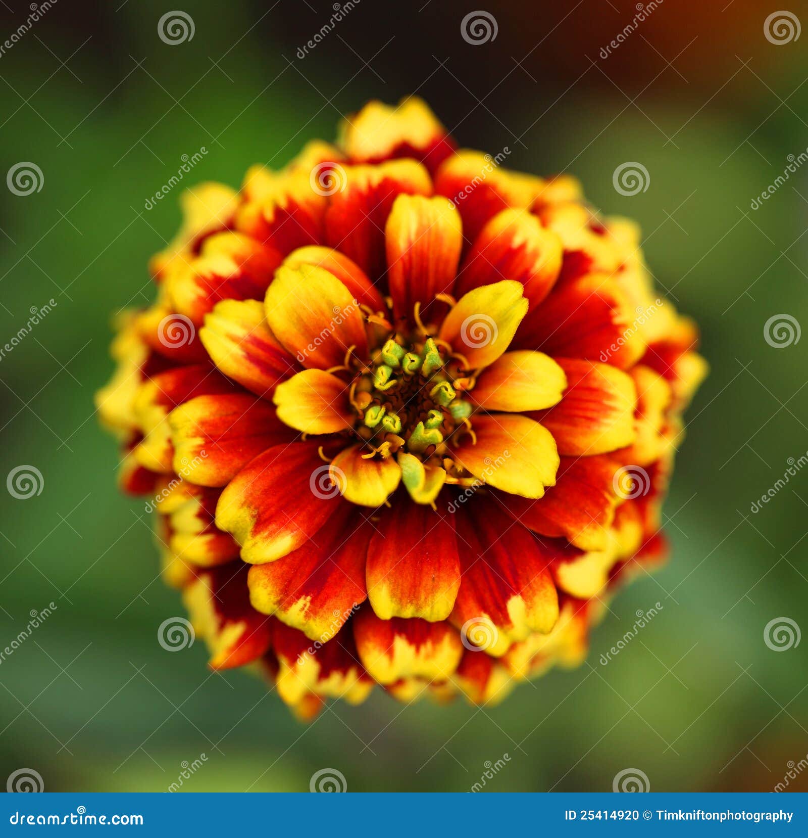 Flower detail stock photo. Image of bokeh, close, flower - 25414920