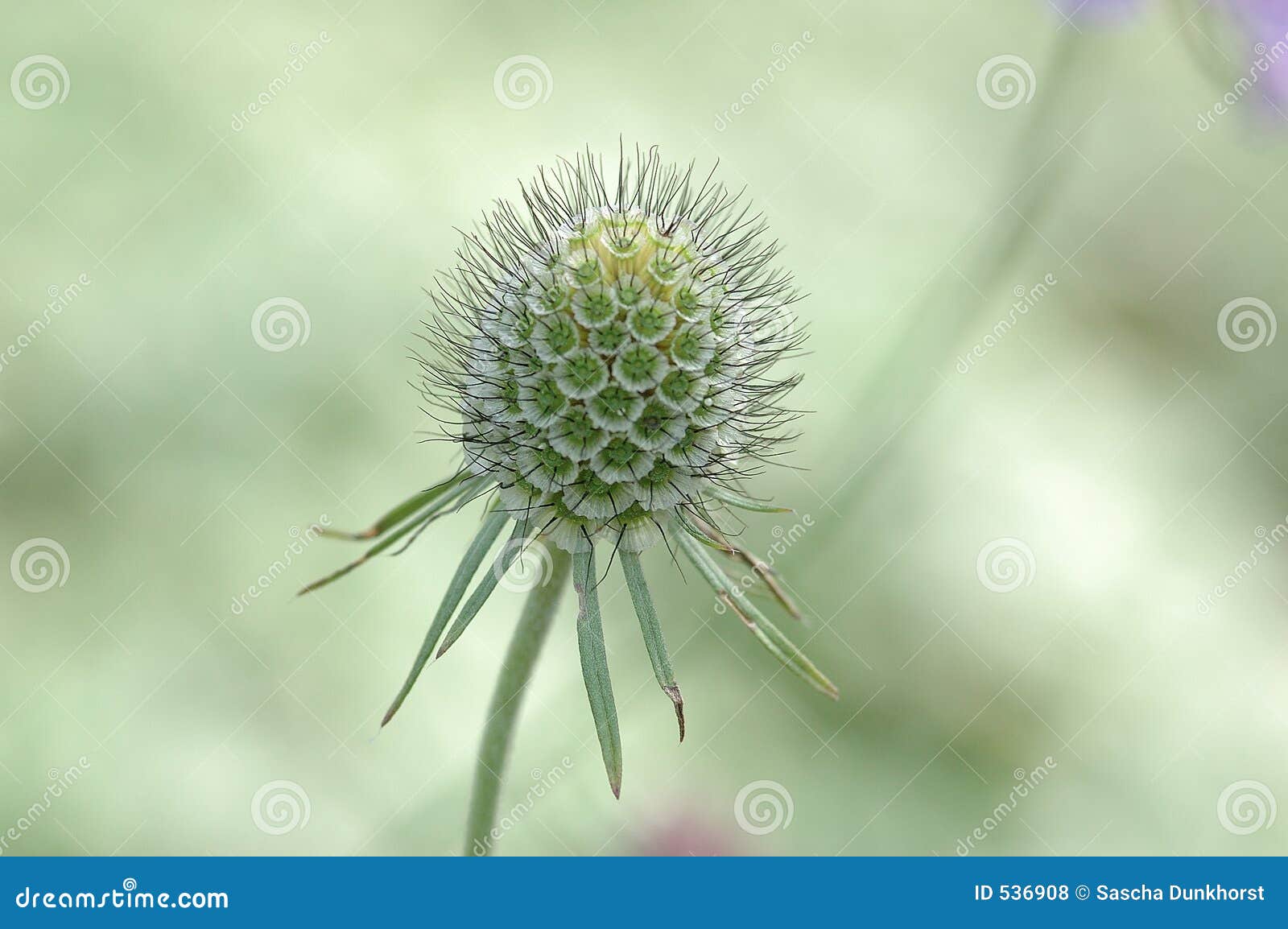 Flower detail stock photo. Image of blossoming, spring - 536908