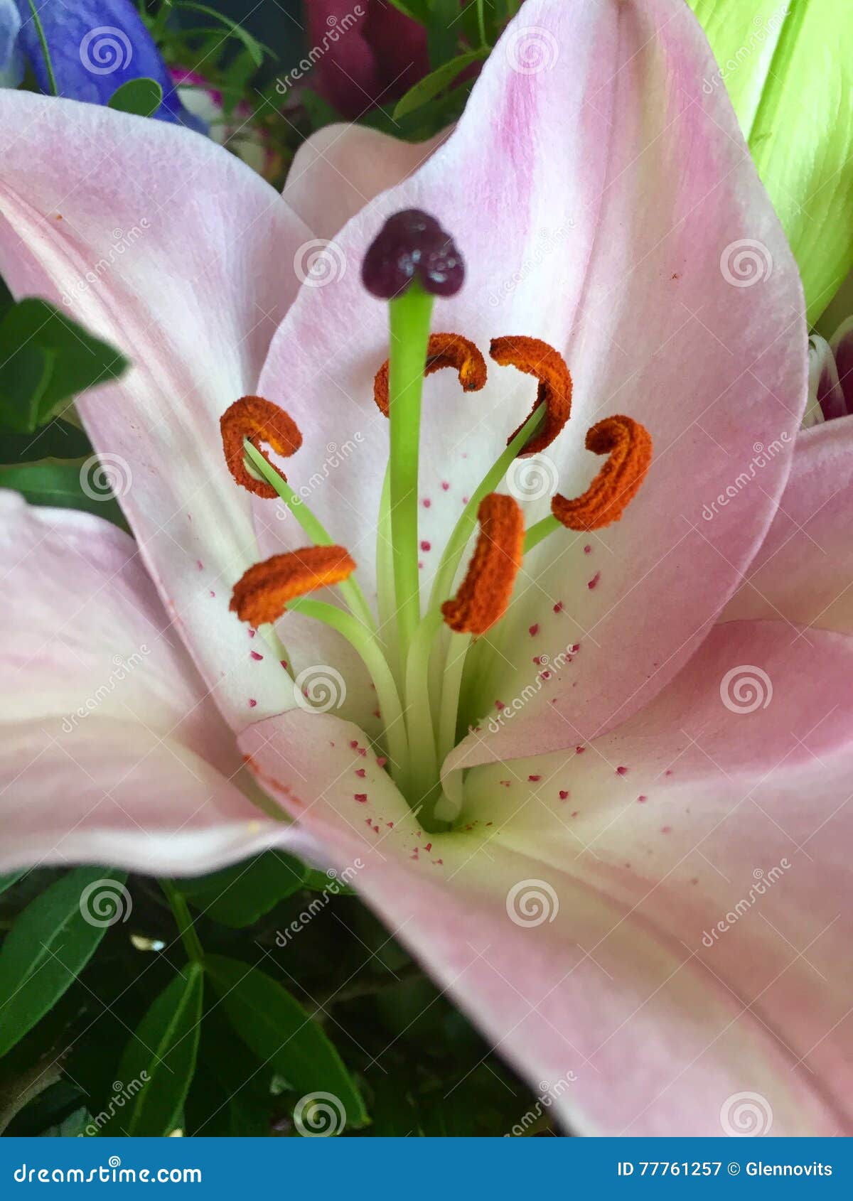 Flower detail stock image. Image of detail, details, pink - 77761257