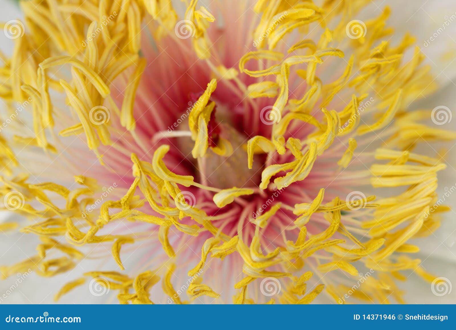 Flower details stock photo. Image of garden, spring, botany - 14371946
