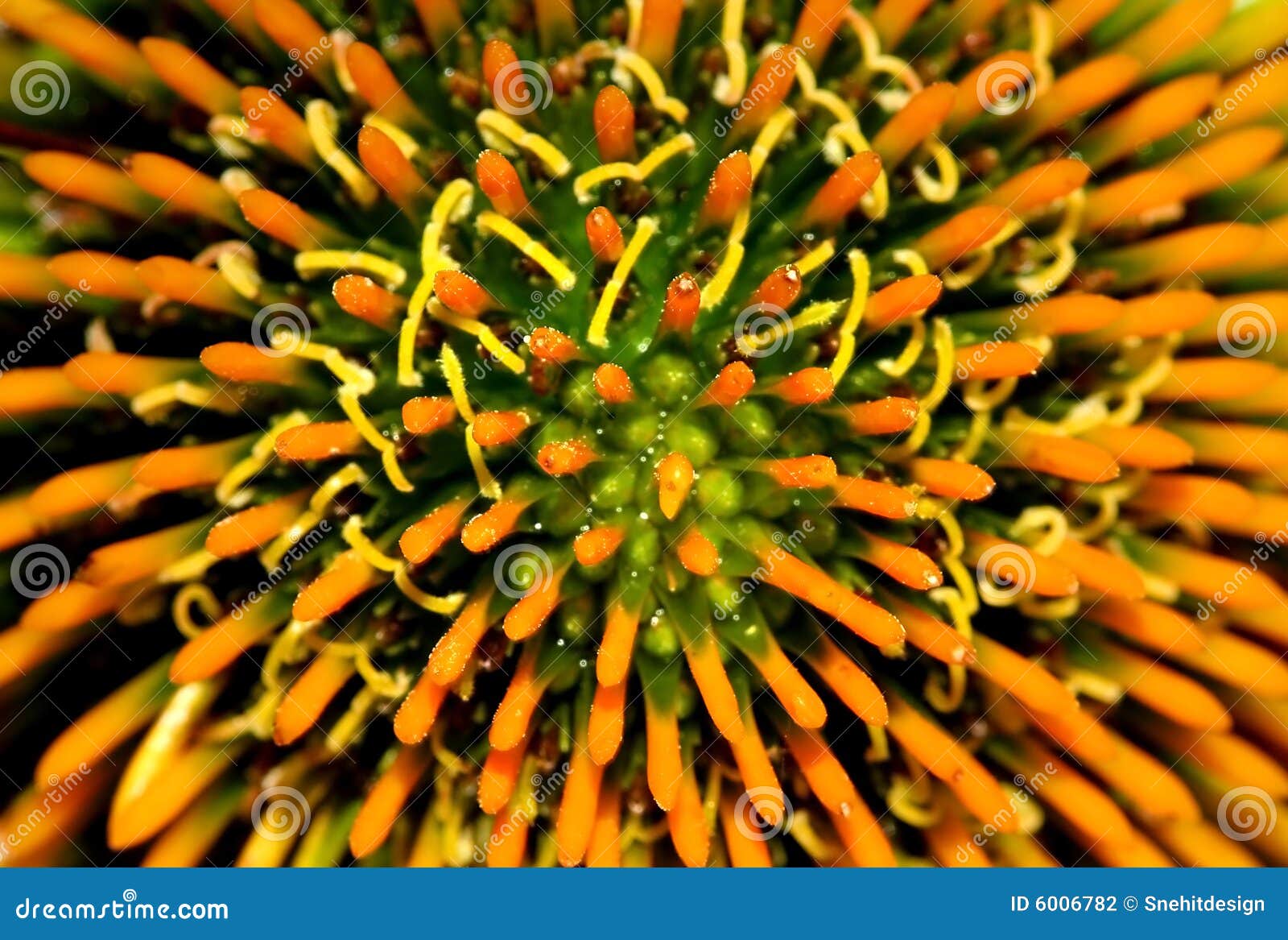 Flower Details stock photo. Image of green, pollan, closeup - 6006782