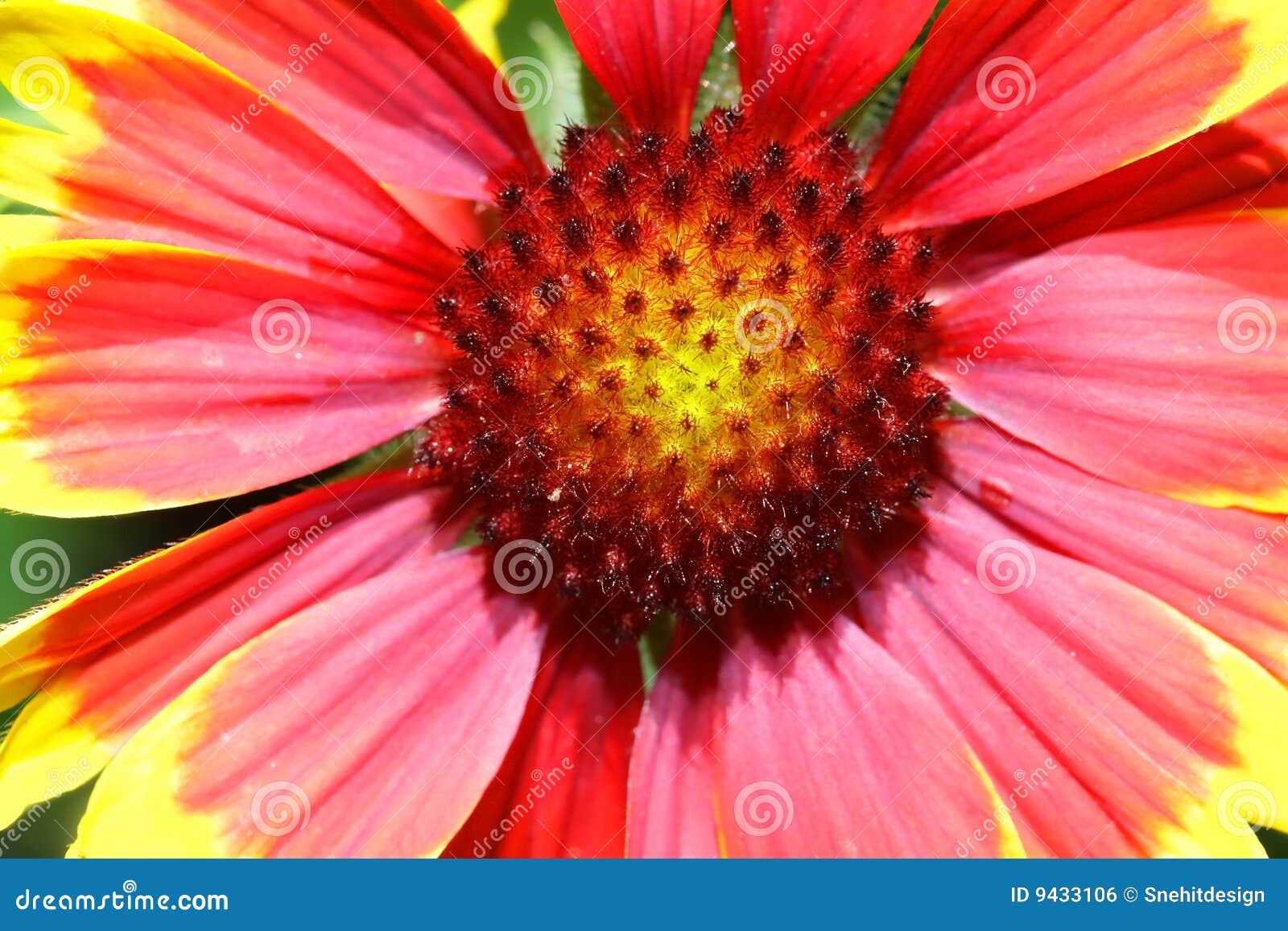 Flower Details Picture. Image: 9433106