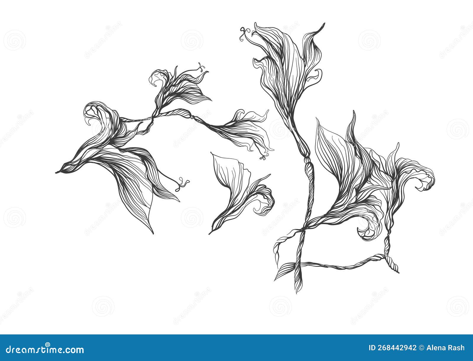 Flower Details Clipart Hand Drawn Vector Calligraphy Pointer ...