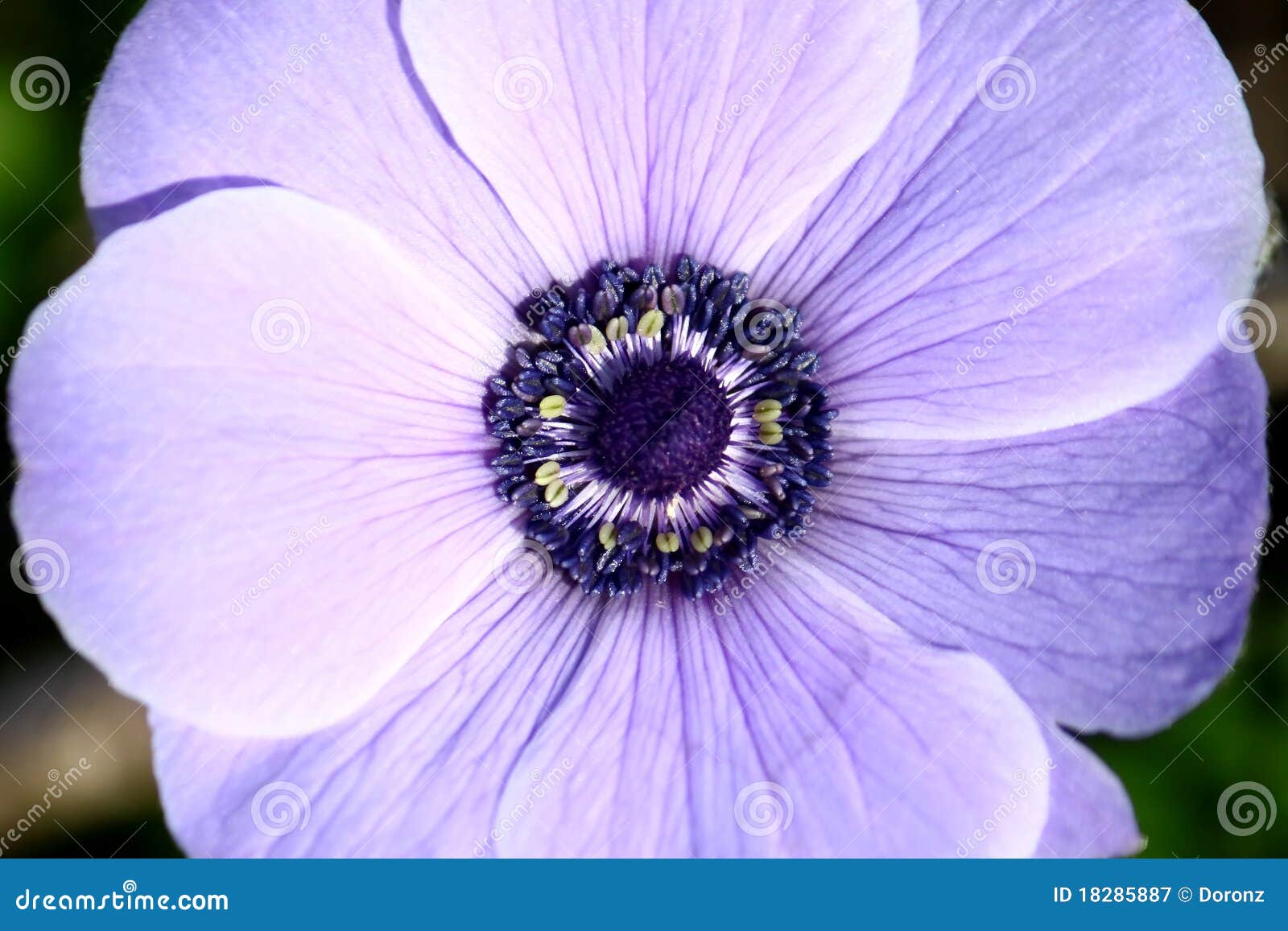 Flower Details (Purple Anemone) Stock Image - Image of smell, pollen ...