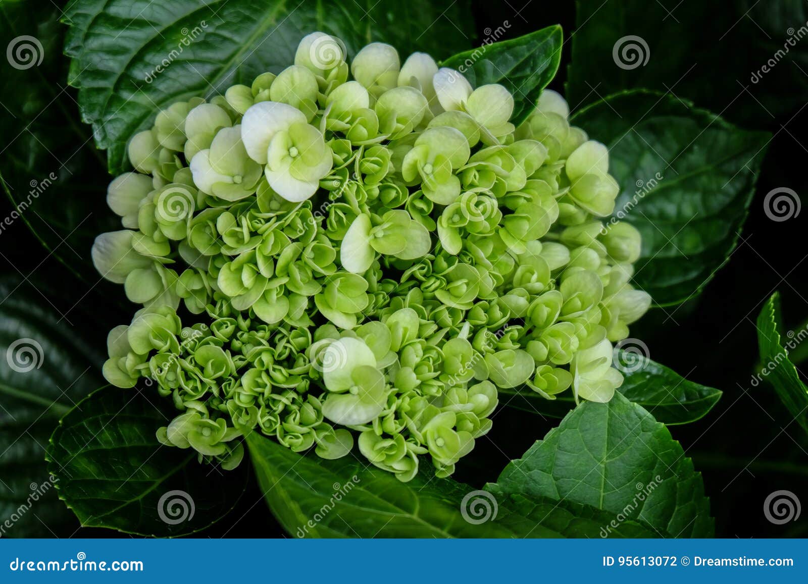 Flower stock photo. Image of green, fresh, hydrangea - 95613072