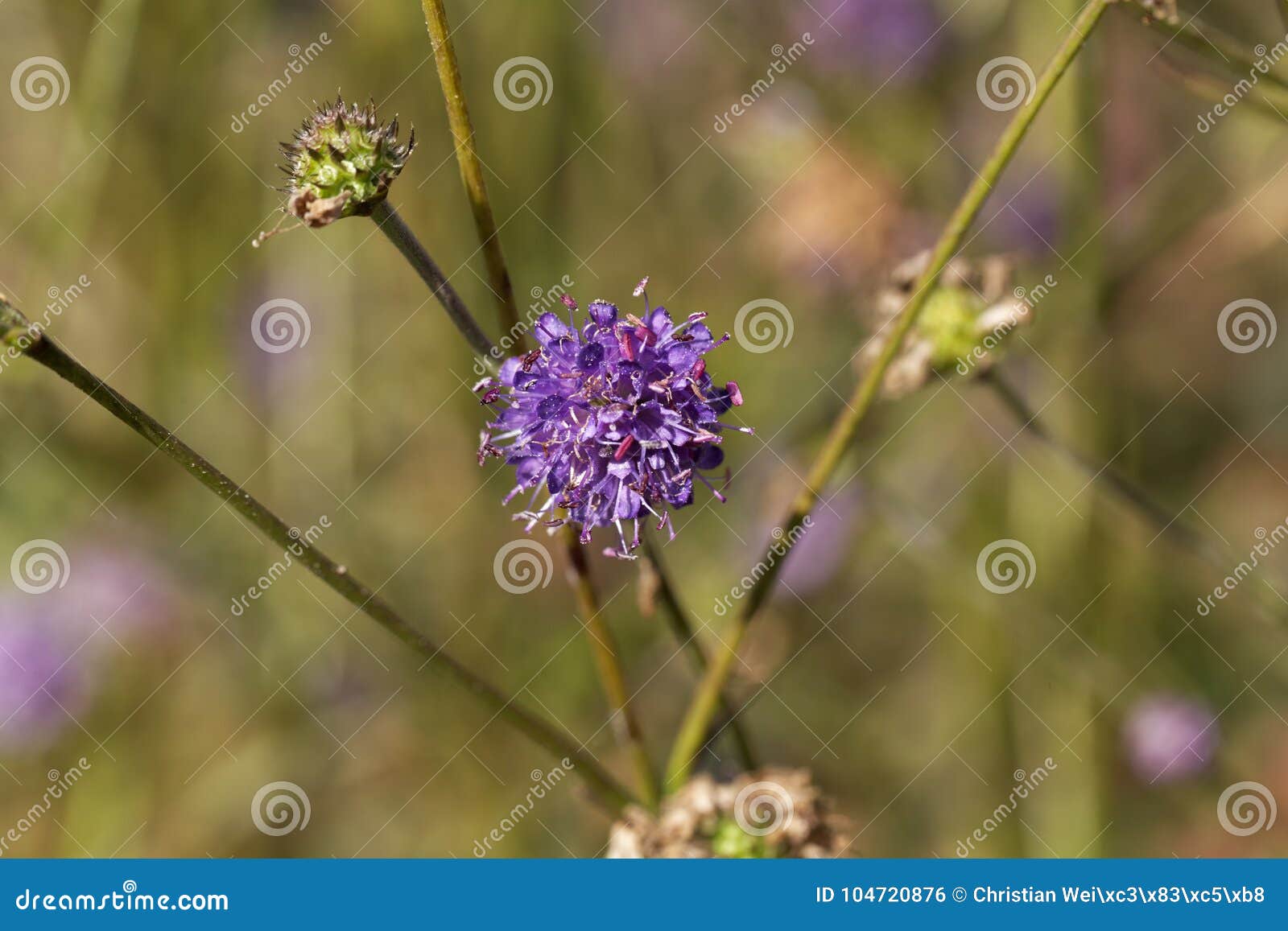 Devil Bit Scabious Succisa Pratensis Stock Photo - Image of macro ...