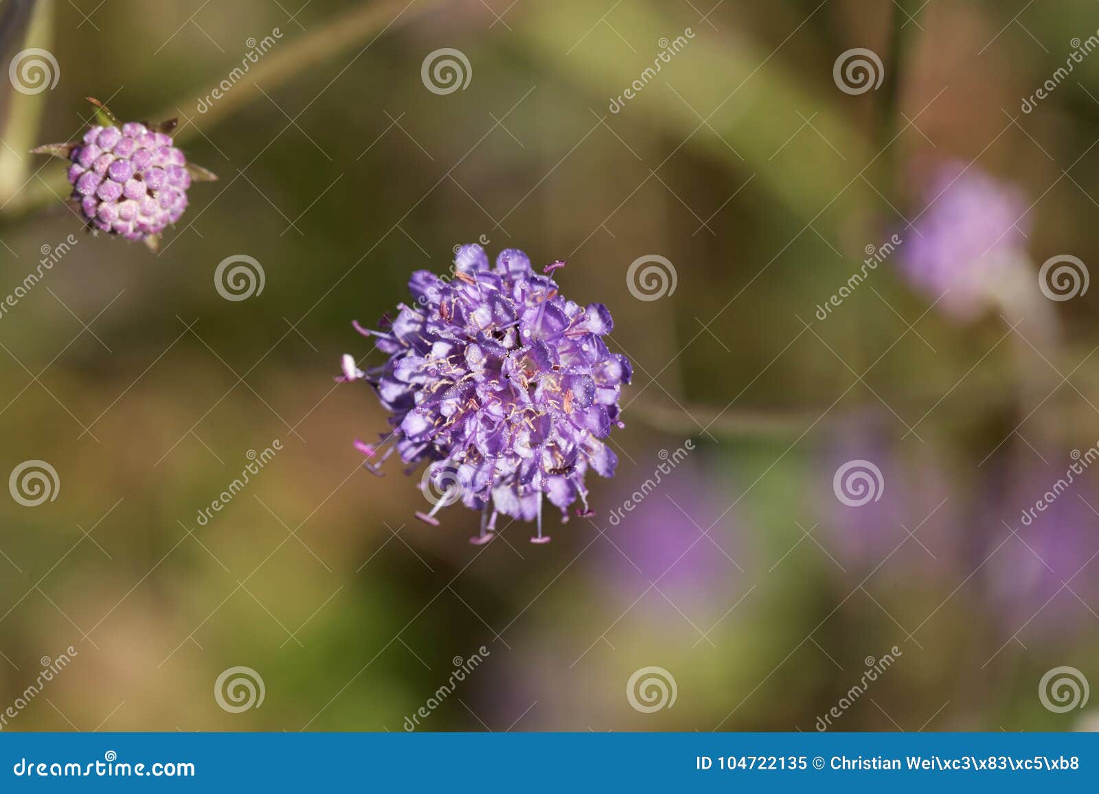 Devil Bit Scabious Succisa Pratensis Stock Image - Image of flower ...
