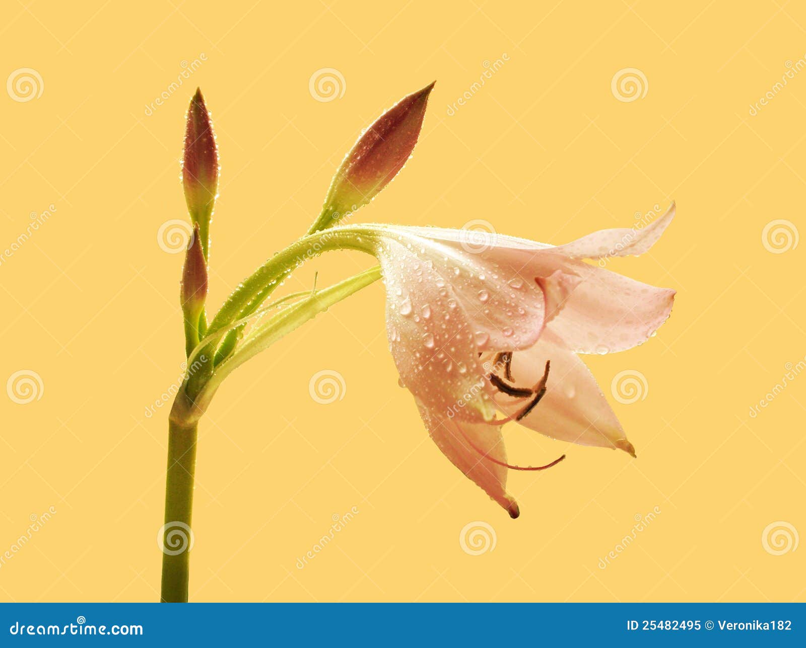 Flower with dew stock image. Image of closeup, flower - 25482495