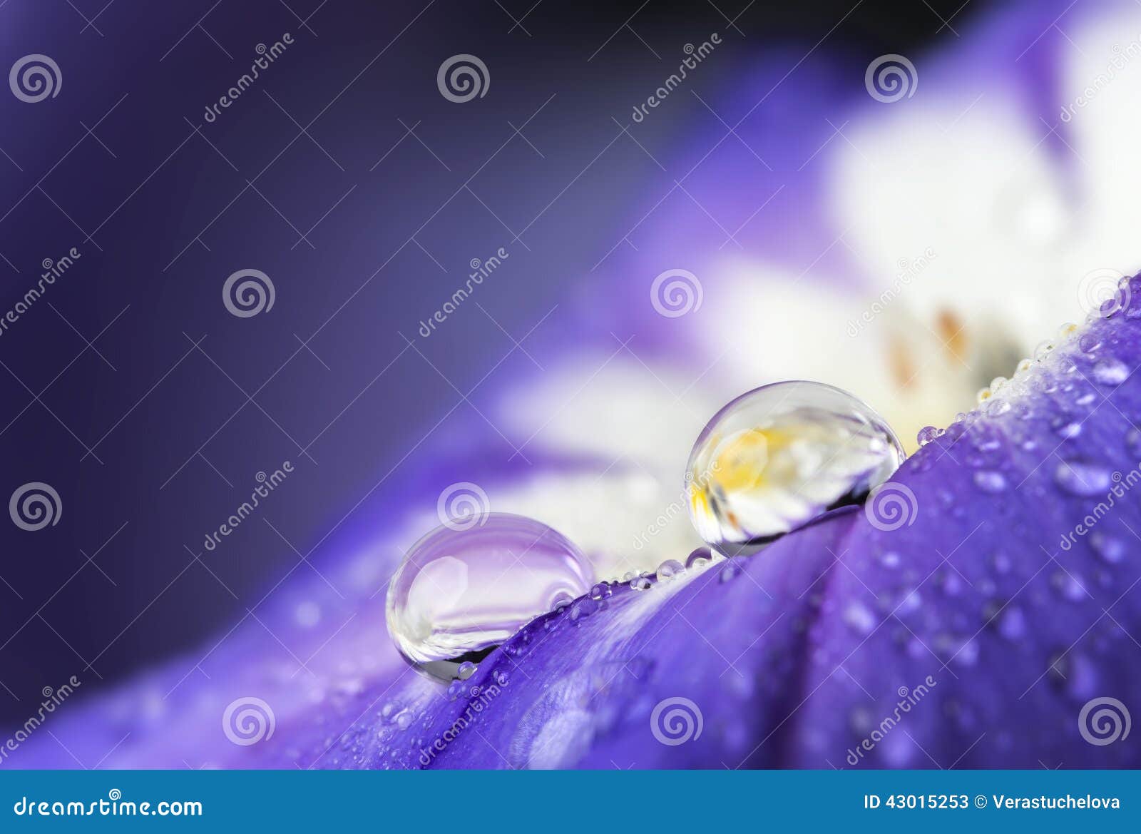 Flower with dew drop stock image. Image of florist, decoration - 43015253