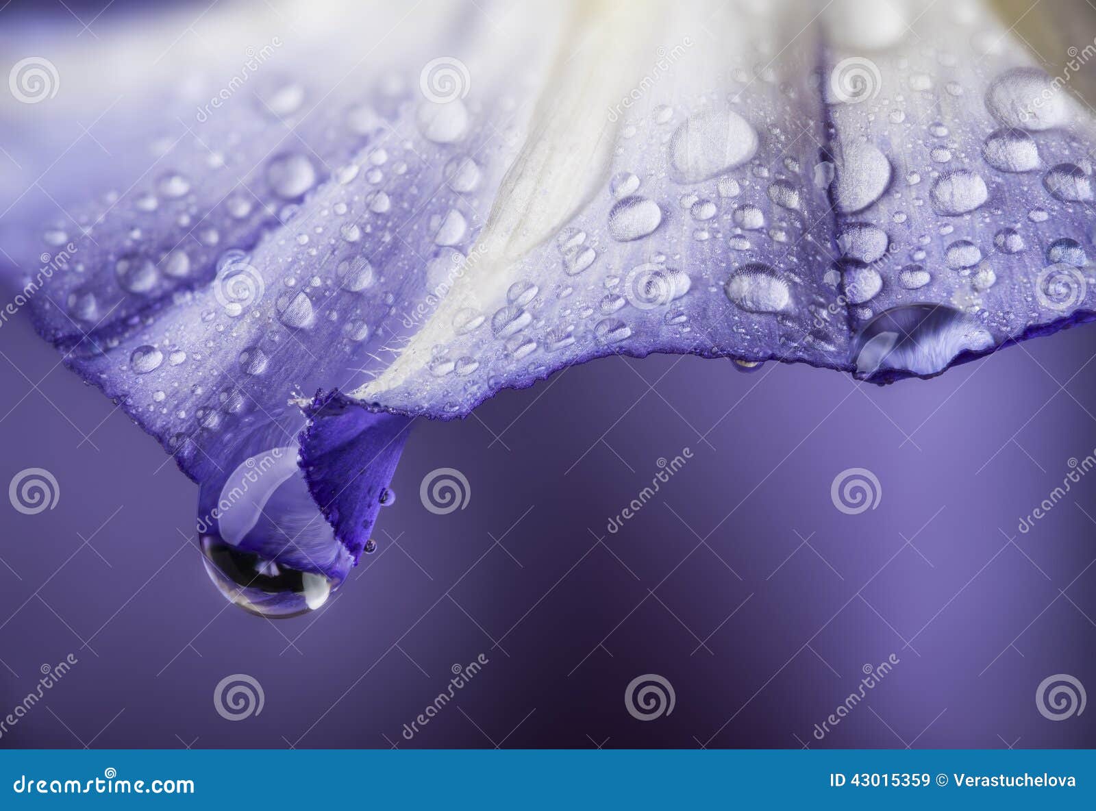 Flower with dew drop stock image. Image of beautiful - 43015359