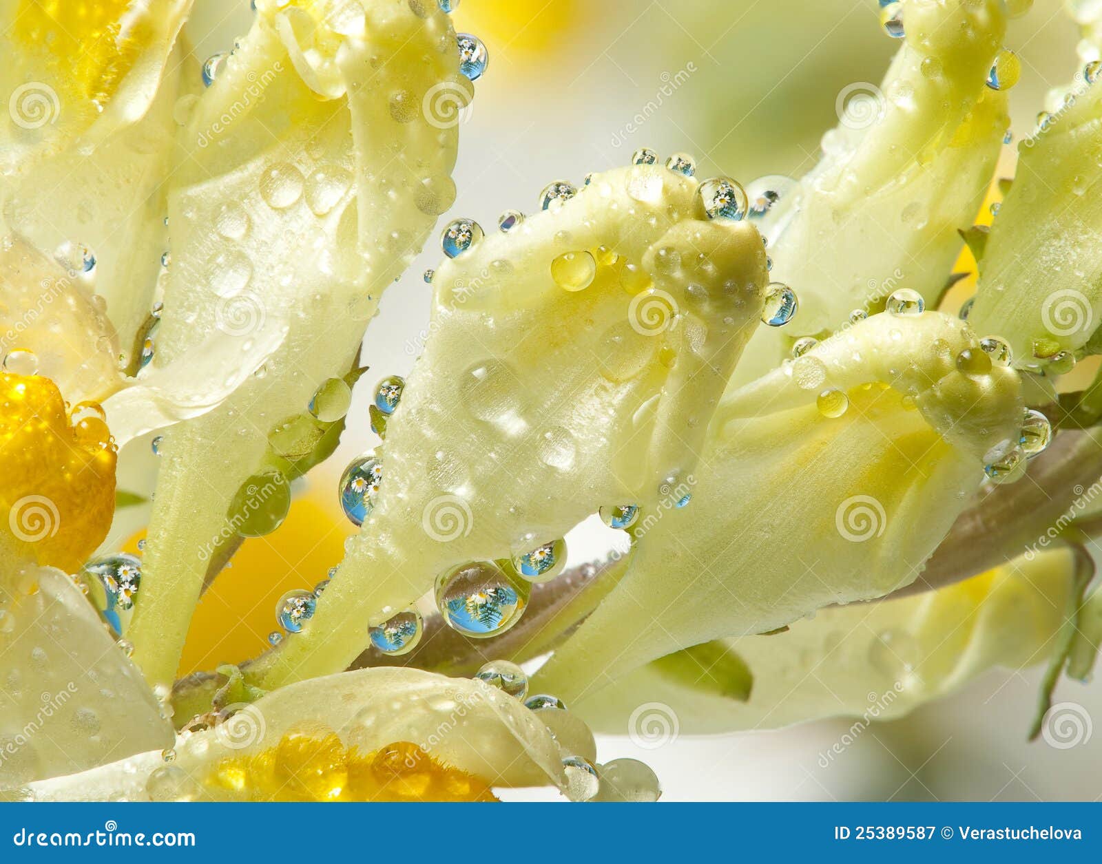 Flower with dew drops stock image. Image of macro, condensation - 25389587