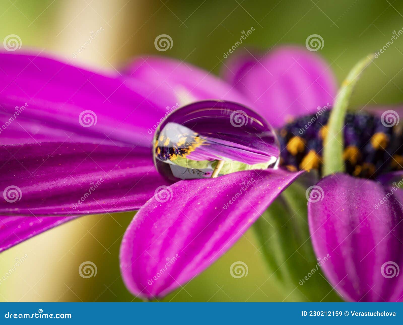 Flower and dew drops stock image. Image of beautiful - 230212159