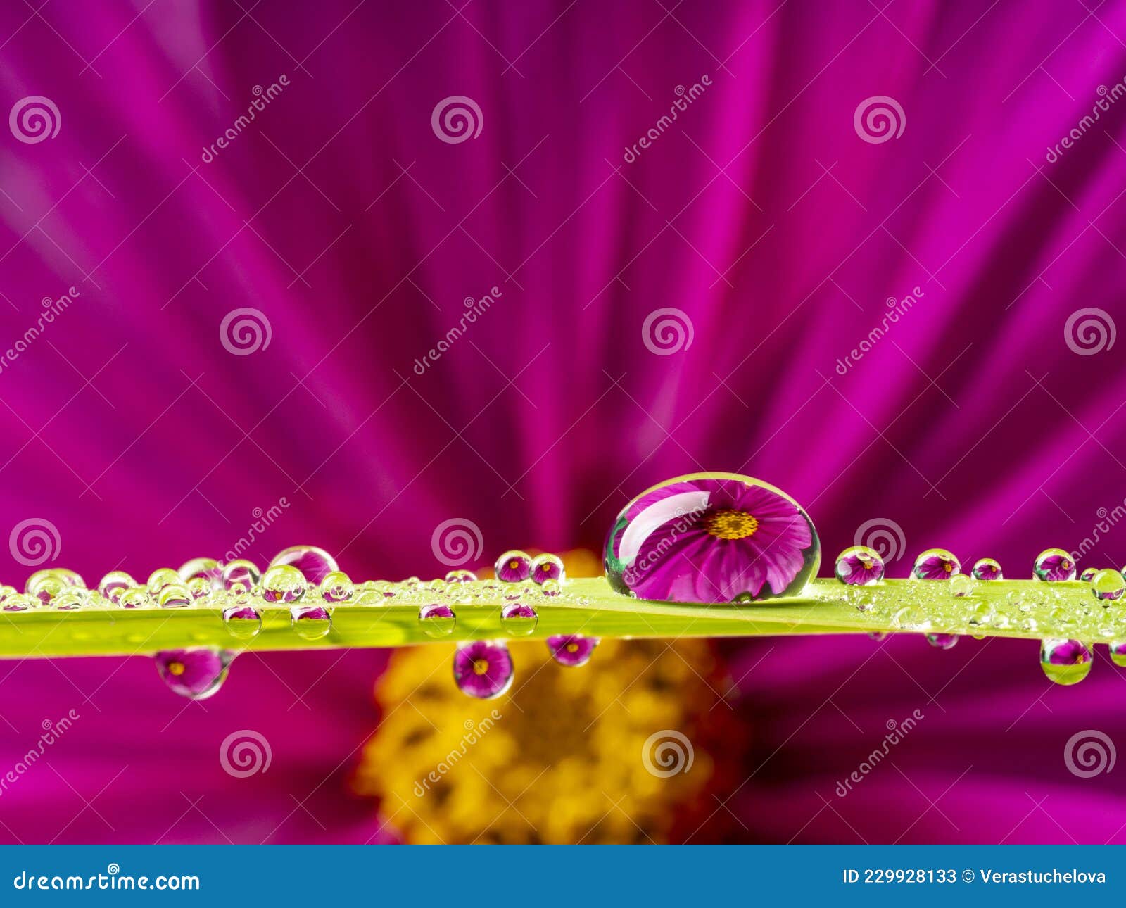 Flower and Dew Drops - Macro Stock Image - Image of detail, close ...