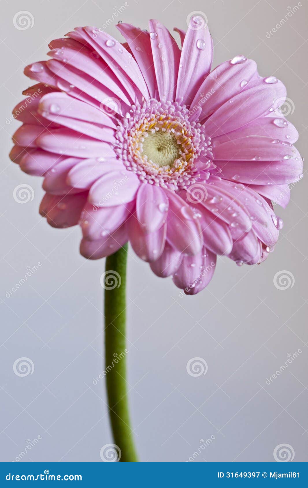 Flower with dew drops stock image. Image of wildflower - 31649397