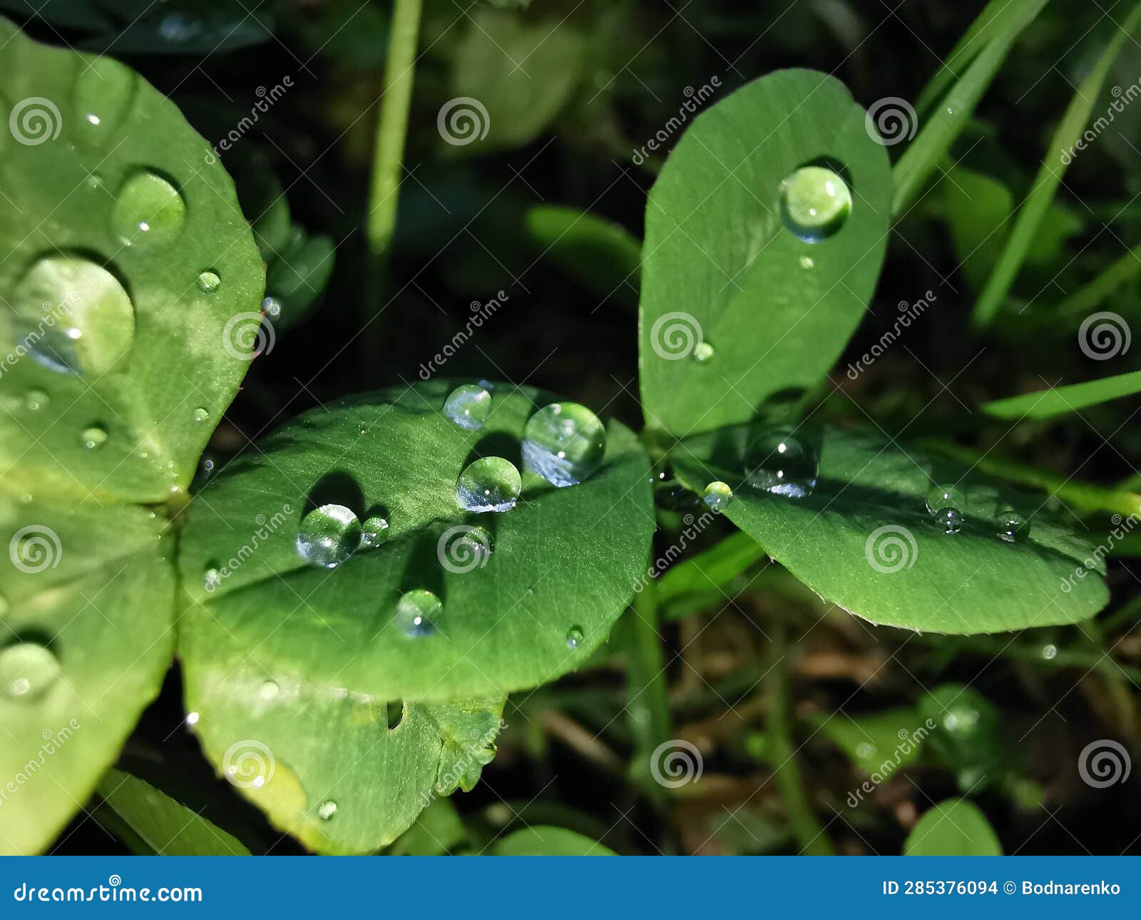 A Flower with Dew, Flowers after Rain, Dew Drops. Stock Photo - Image ...