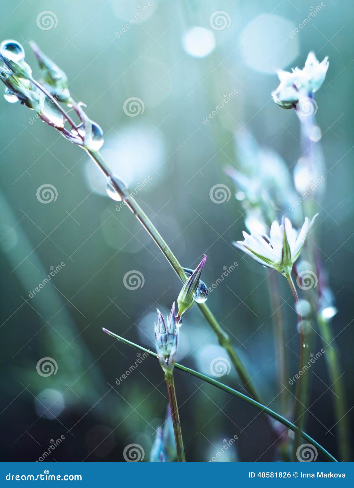 Flower in dew stock photo. Image of botany, environment - 40581826