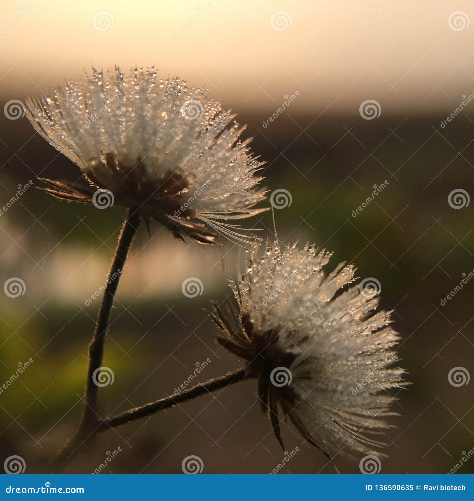 Flower dew form in morning stock image. Image of beautiful - 136590635