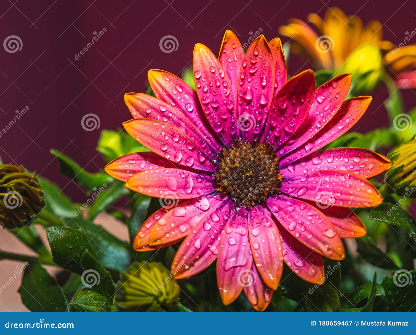 Flower in different colors stock image. Image of lily - 180659467