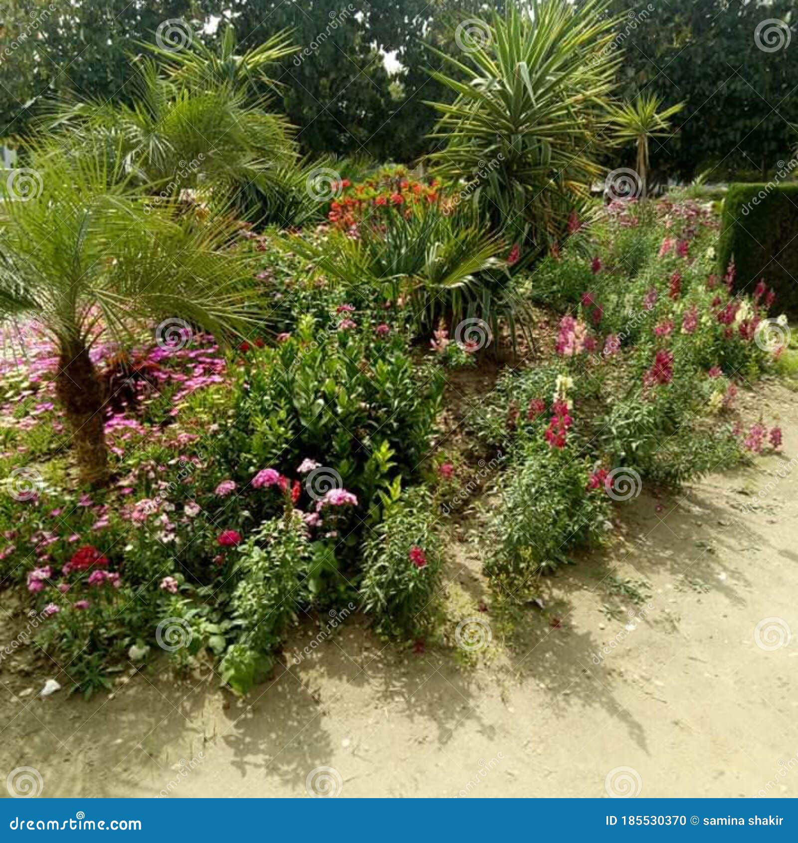 Flower of Different Colour Growing in Garden Stock Photo - Image of ...