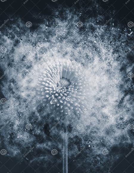 Flower Exploding into Particles Stock Image - Image of powder ...