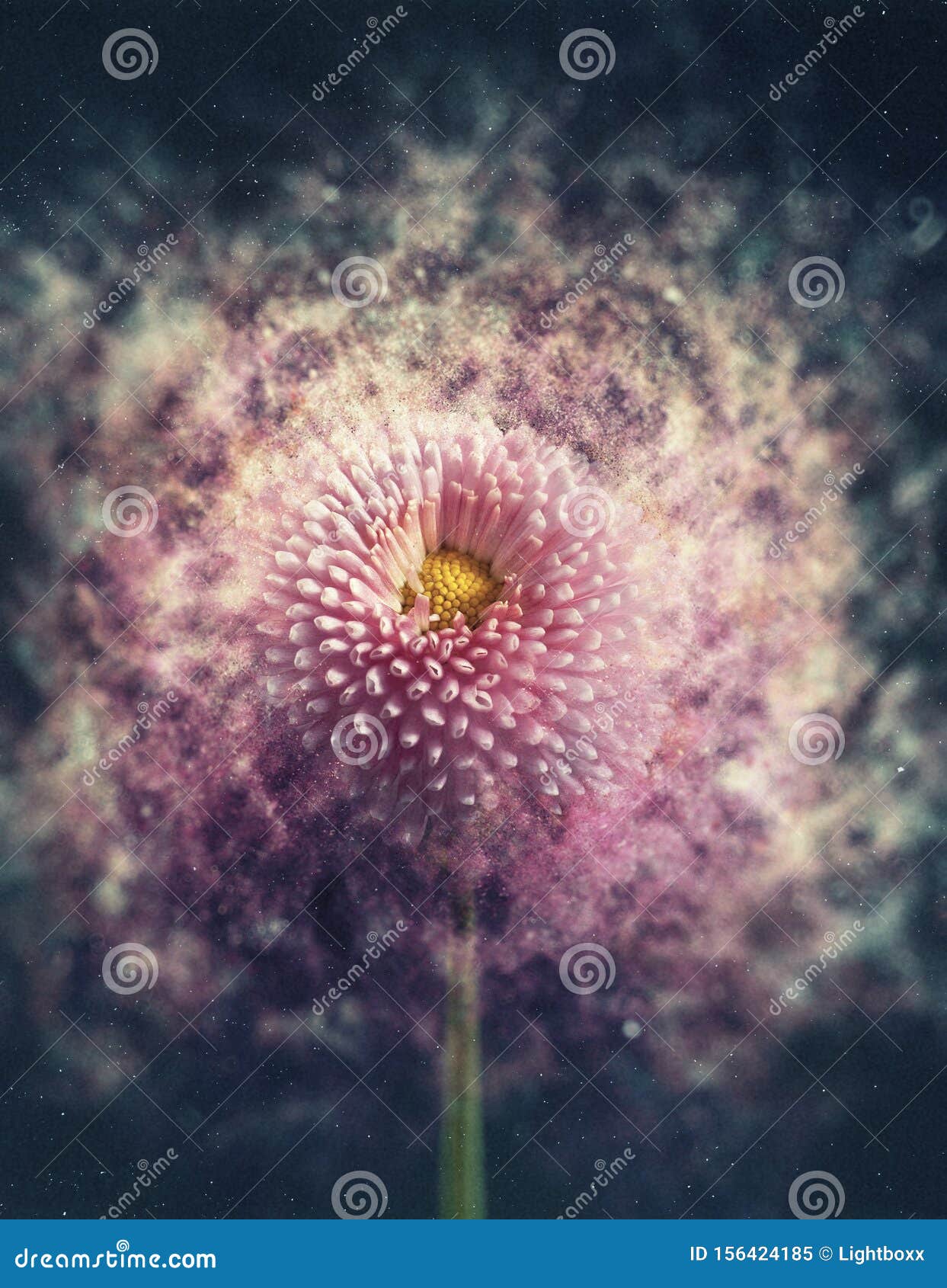 Flower Exploding into Particles Stock Image - Image of grey, explosion ...